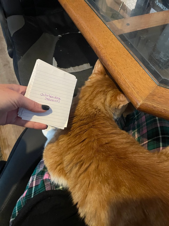 SOL TUESDAY: Study buddies – Hannah's Happenings!