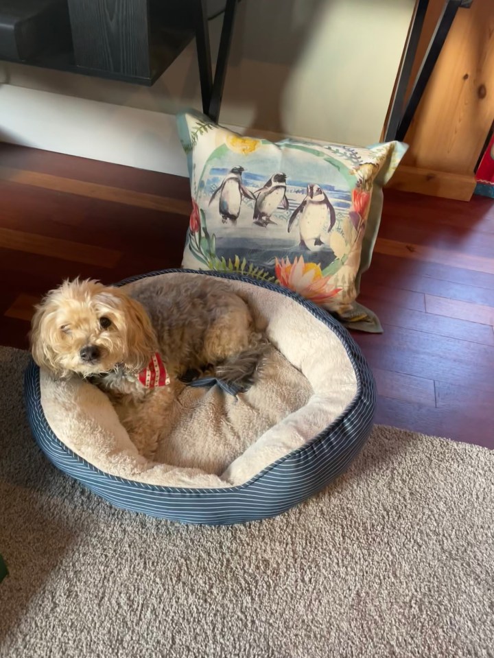 Best things in a small furry package (Day 27/365) – Hannah's Happenings!