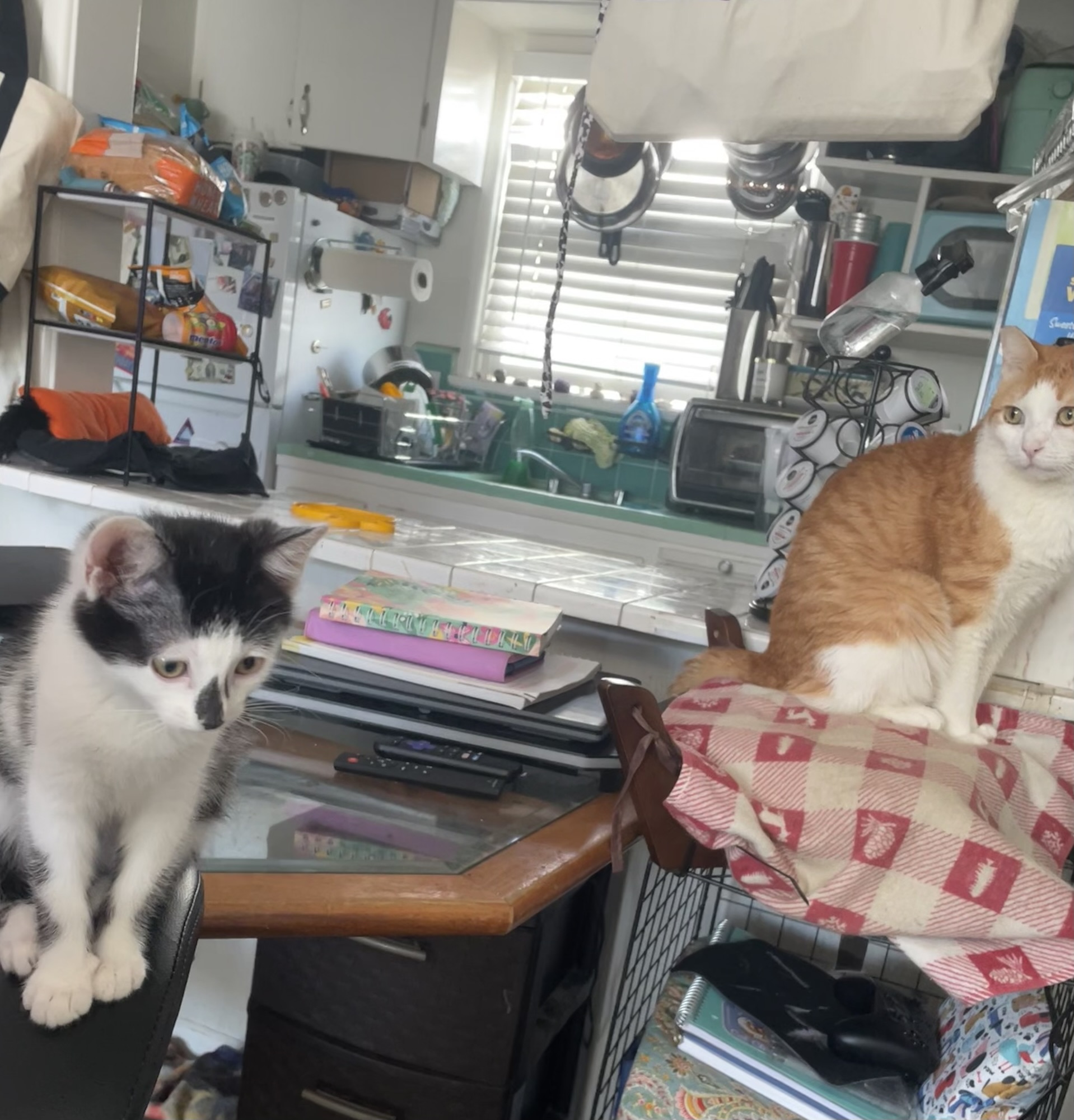 Happy Caturday! (Day 6/365) – Hannah's Happenings!