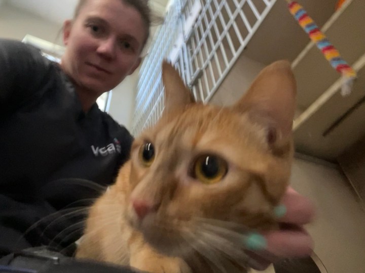 Hugs from the hospital kitty (Day 157/365) – Hannah's Happenings!